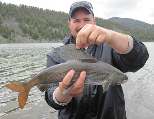 Arctic Grayling Management | Montana FWP