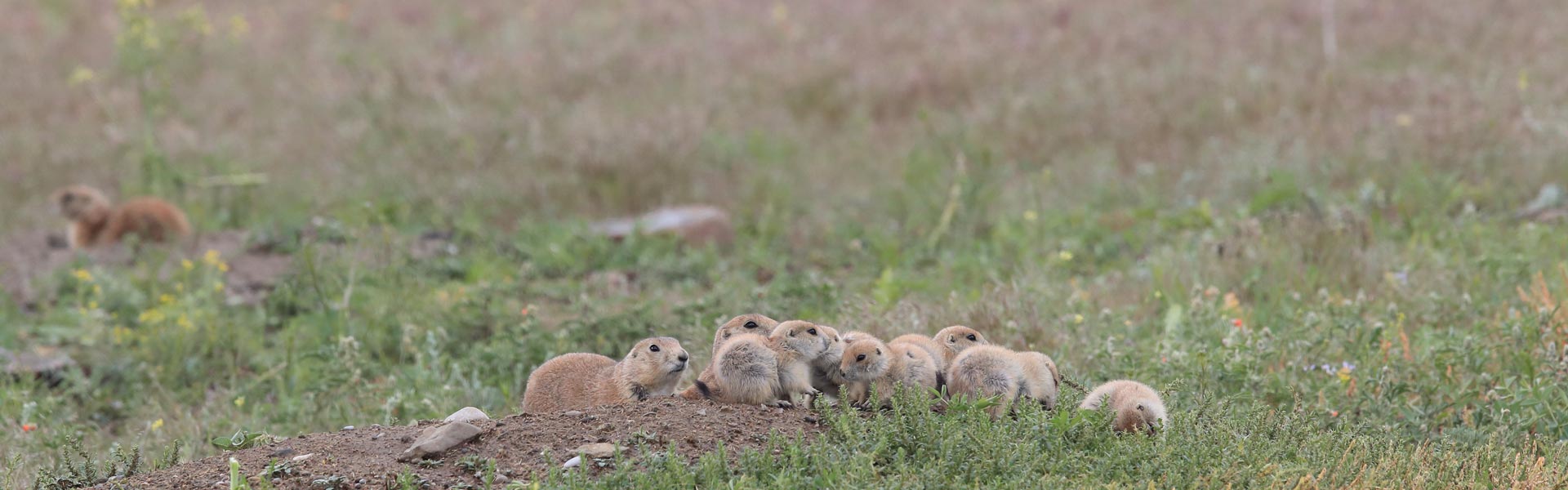Living With Prairie Dogs | Montana FWP